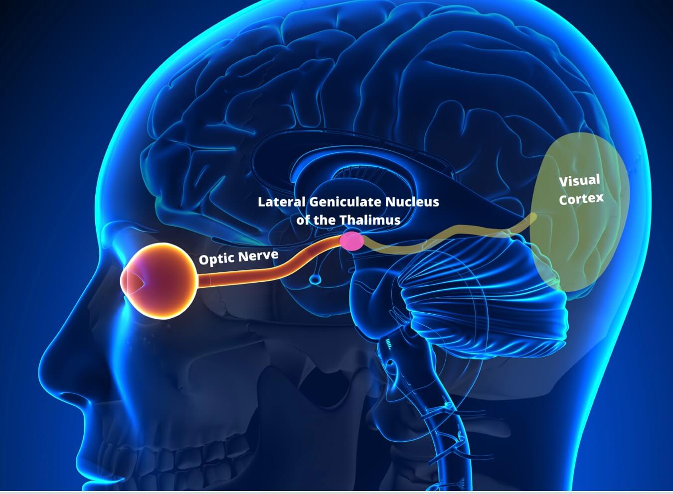 What Is Visual Processing Speed Gamer Advantage what-is-visual-processing-speed-gamer-advantage